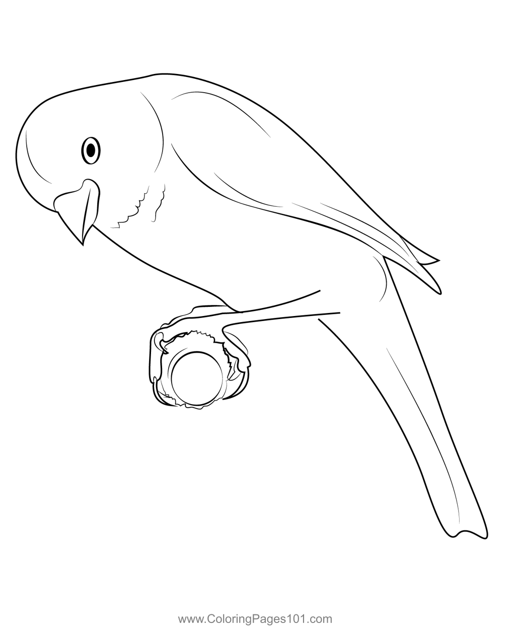Canary Bird 3 Coloring Page for Kids - Free Finches Printable Coloring ...
