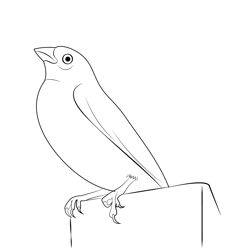Canary Coloring Pages for Kids - Download Canary printable coloring ...