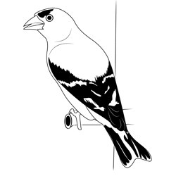 Canary Bird Coloring Pages for Kids - Download Canary Bird printable ...