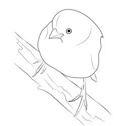 Canary Bird Coloring Pages for Kids - Download Canary Bird printable ...