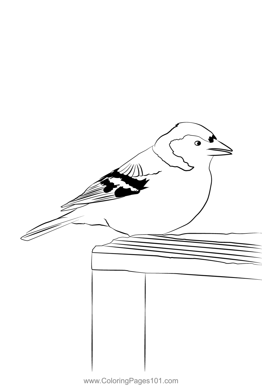 Chaffinch 1 Coloring Page for Kids - Free Finches Printable Coloring ...