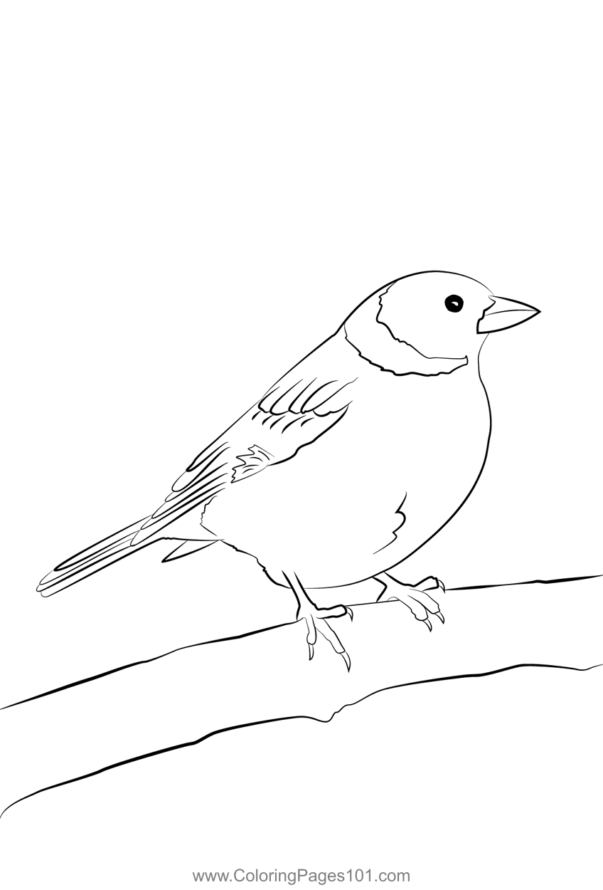 Chaffinch 13 Coloring Page for Kids - Free Finches Printable Coloring ...
