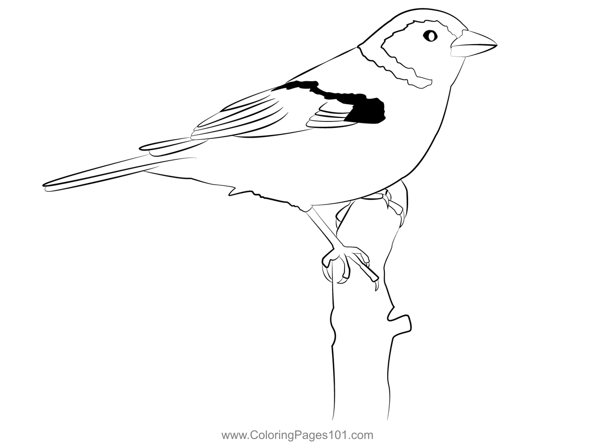 Chaffinch 14 Coloring Page for Kids - Free Finches Printable Coloring ...