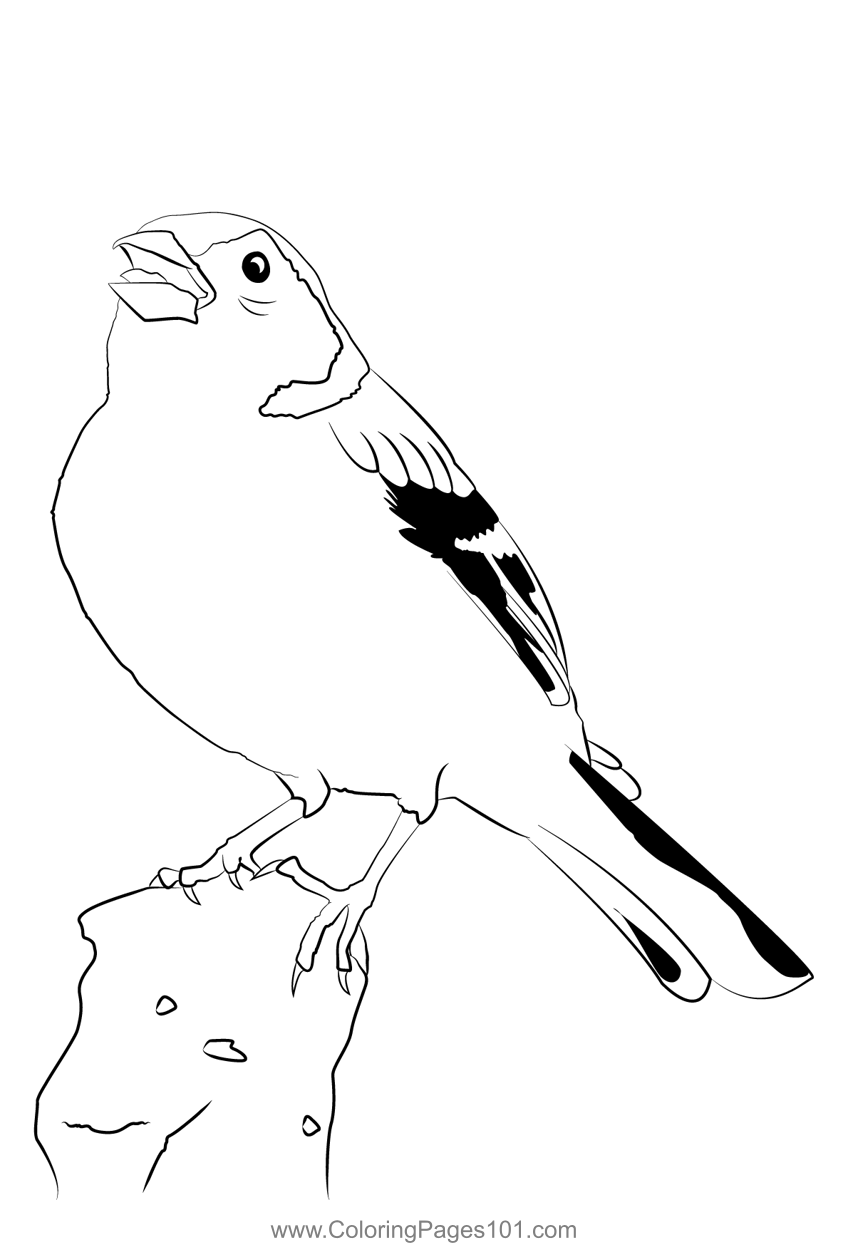 Chaffinch 15 Coloring Page for Kids - Free Finches Printable Coloring ...