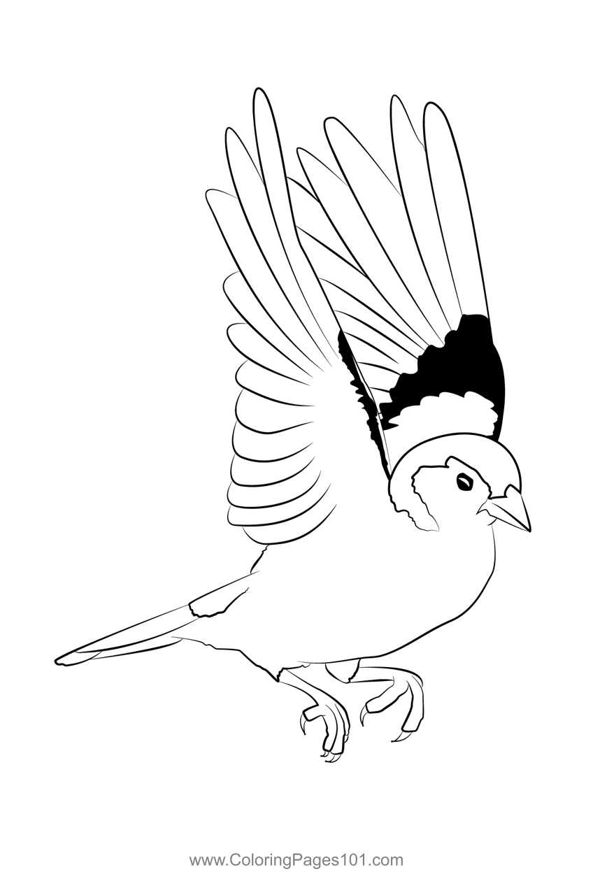 Chaffinch 16 Coloring Page for Kids - Free Finches Printable Coloring ...