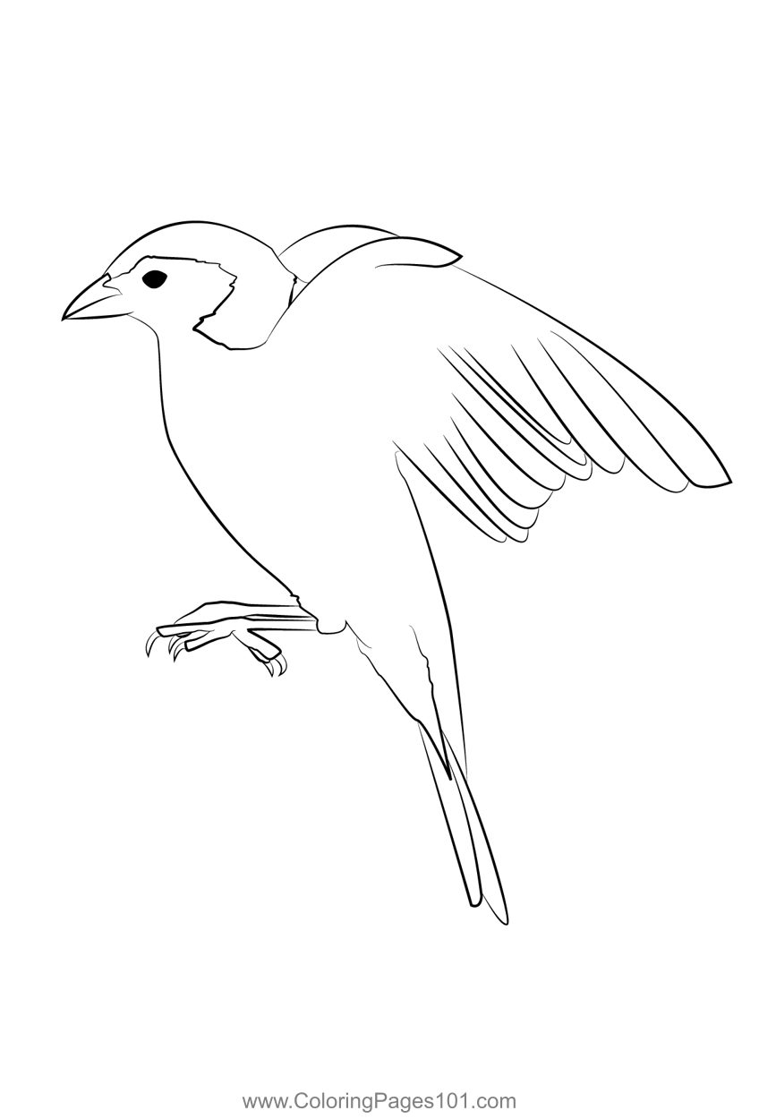 Chaffinch 17 Coloring Page for Kids - Free Finches Printable Coloring ...