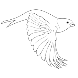 Beak Coloring Pages for Kids - Download Beak printable coloring pages ...