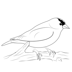 Finches Coloring Pages for Kids Printable Free Download ...