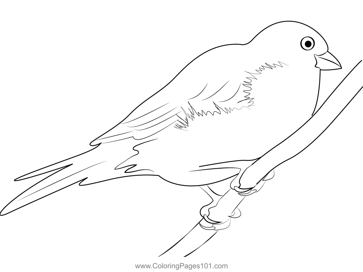 Grey Headed Canary Coloring Page for Kids - Free Finches Printable ...