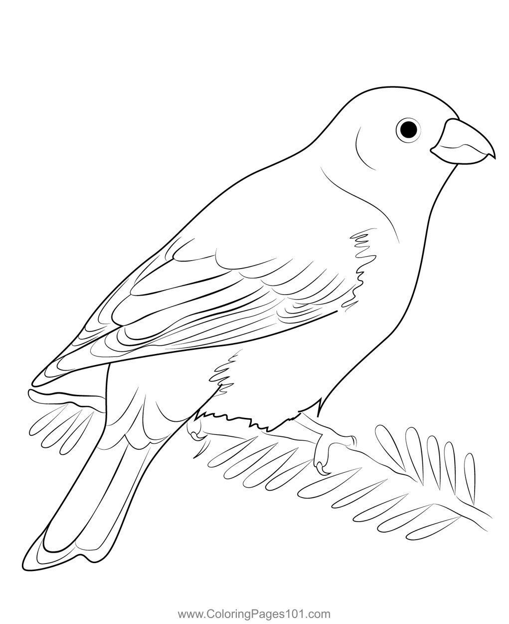 Pine Grosbeak 5 Coloring Page for Kids - Free Finches Printable ...