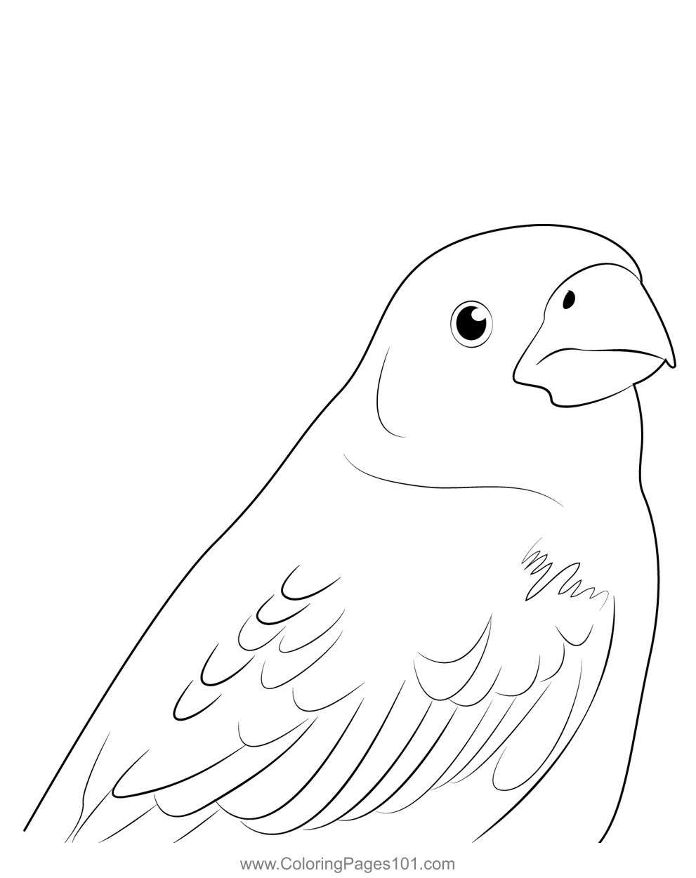 Pine Grosbeak Close Up Coloring Page for Kids - Free Finches Printable ...