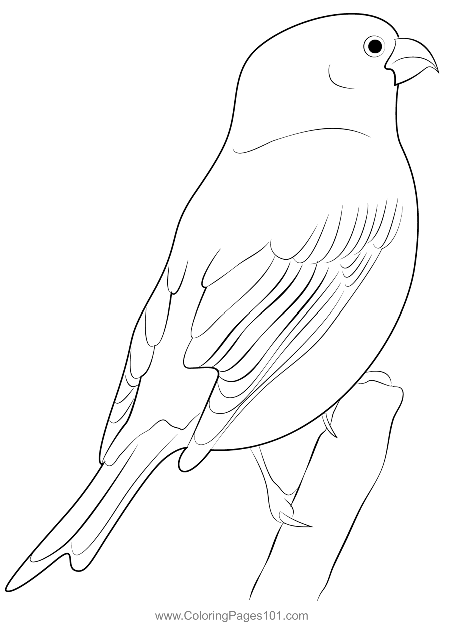 Pine Grosbeak Landing Rest Coloring Page for Kids - Free Finches ...