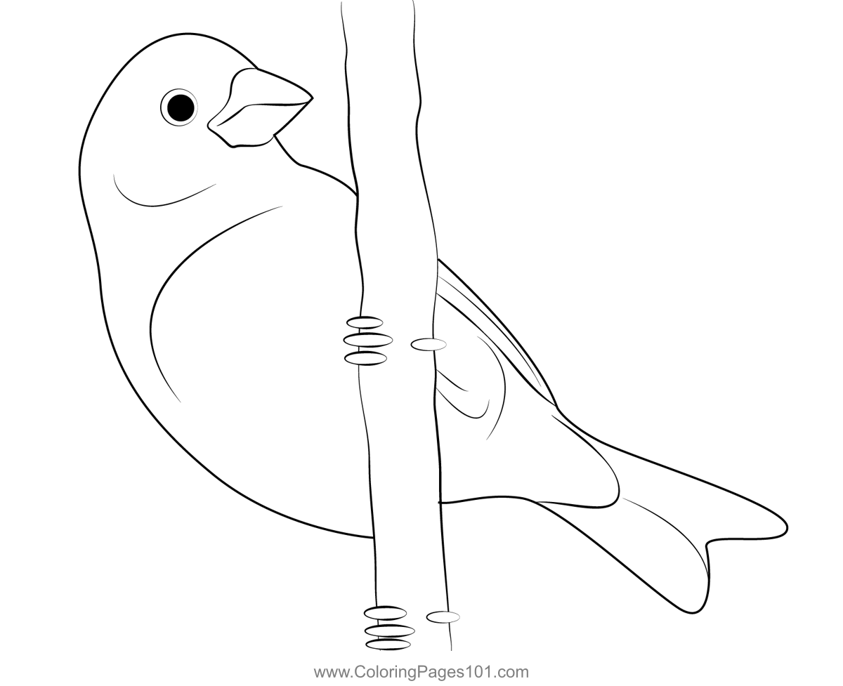 Purple Finch 14 Coloring Page for Kids - Free Finches Printable ...