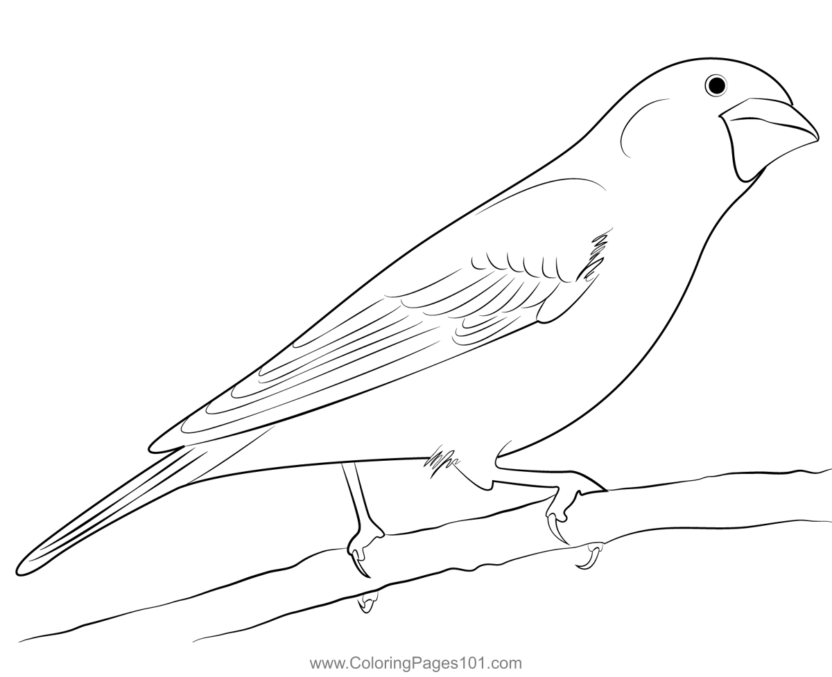 Purple Finch 6 Coloring Page for Kids - Free Finches Printable Coloring ...