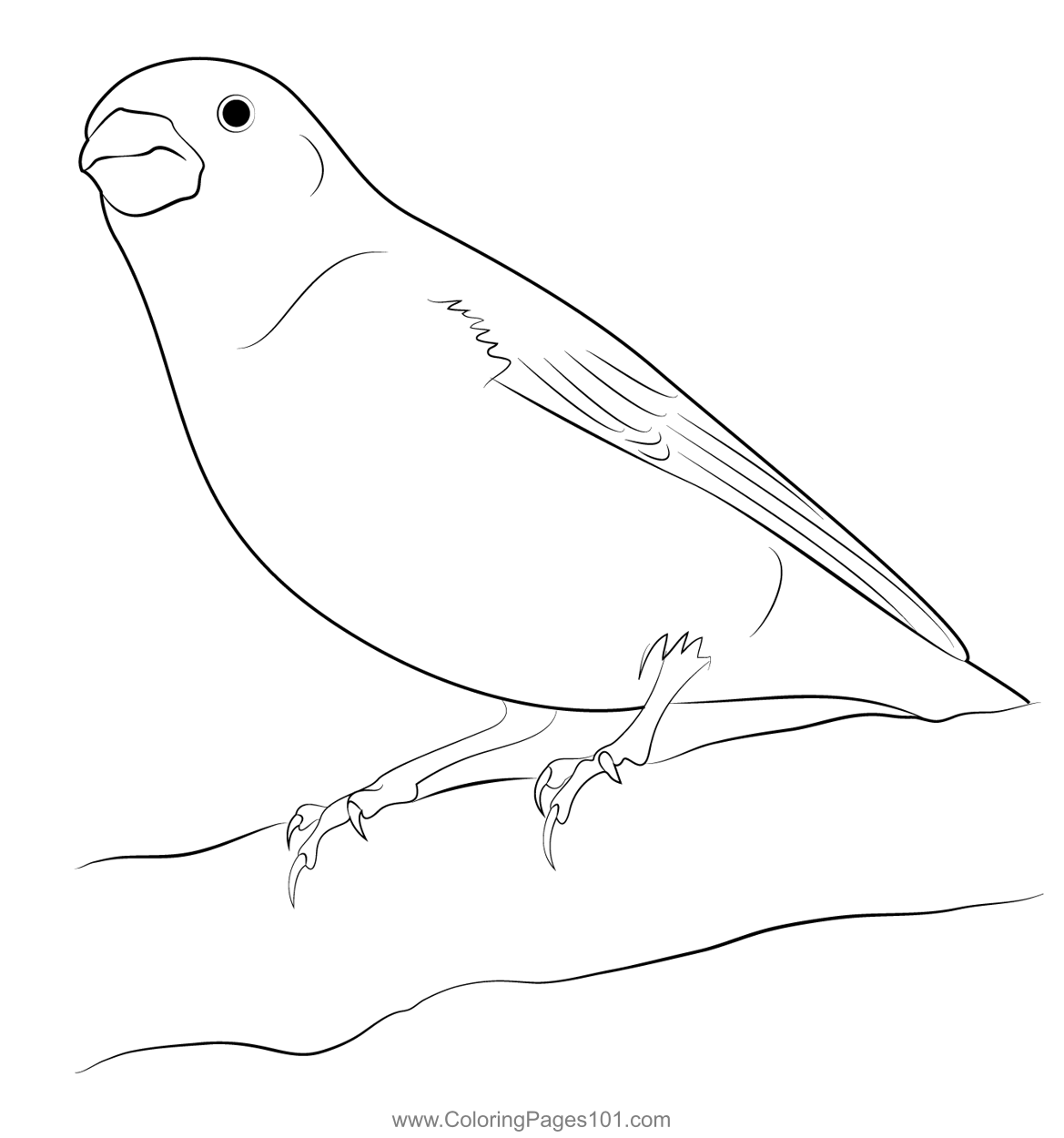Purple Finch 9 Coloring Page for Kids - Free Finches Printable Coloring ...