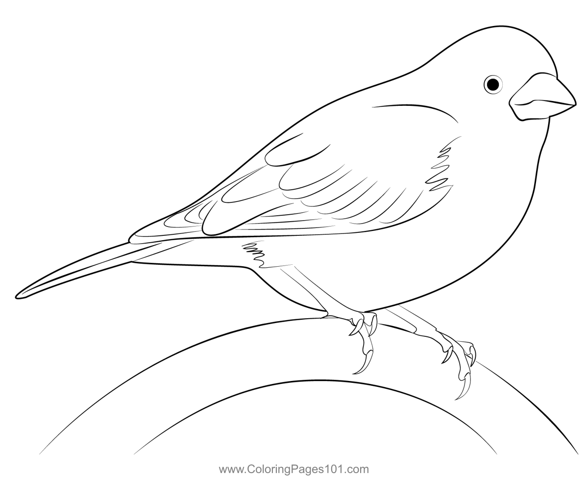 Relax Purple Finch Coloring Page for Kids - Free Finches Printable ...