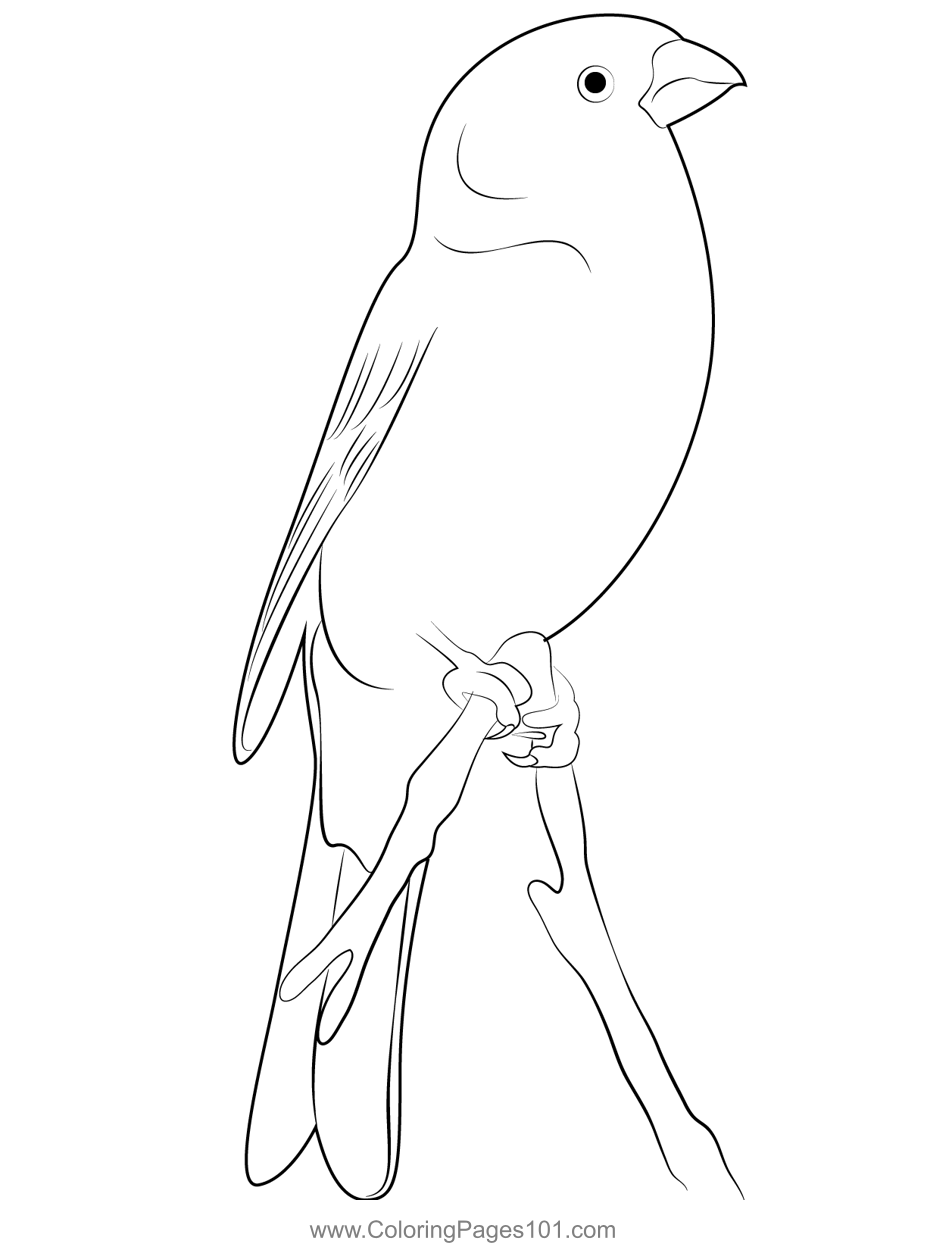 Rest Pine Grosbeak Coloring Page for Kids - Free Finches Printable ...
