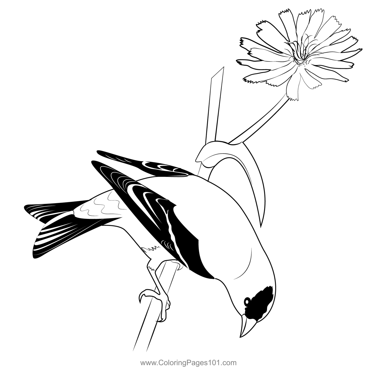 Sprague Goldfinch Coloring Page for Kids - Free Finches Printable ...