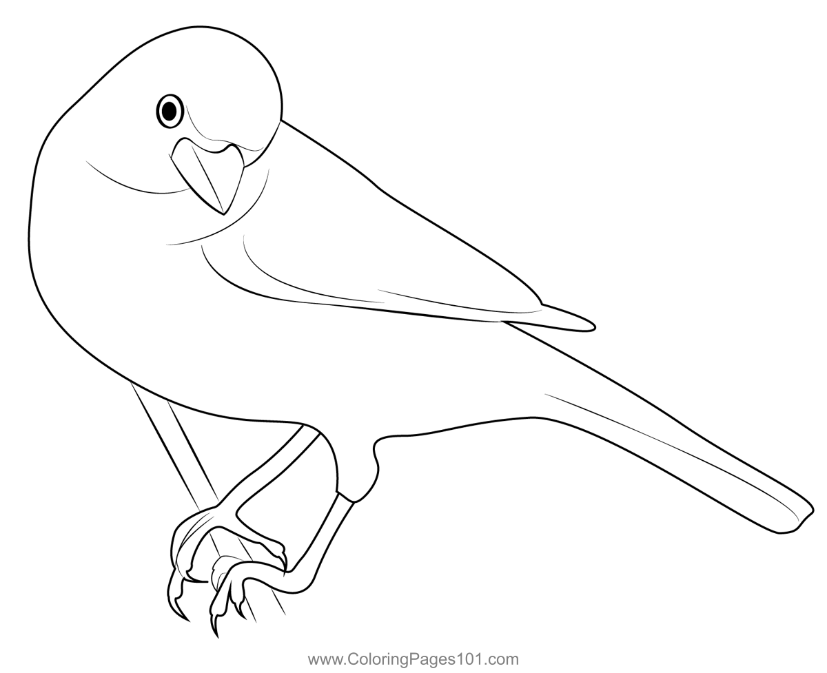 White Canary Male Coloring Page for Kids - Free Finches Printable ...