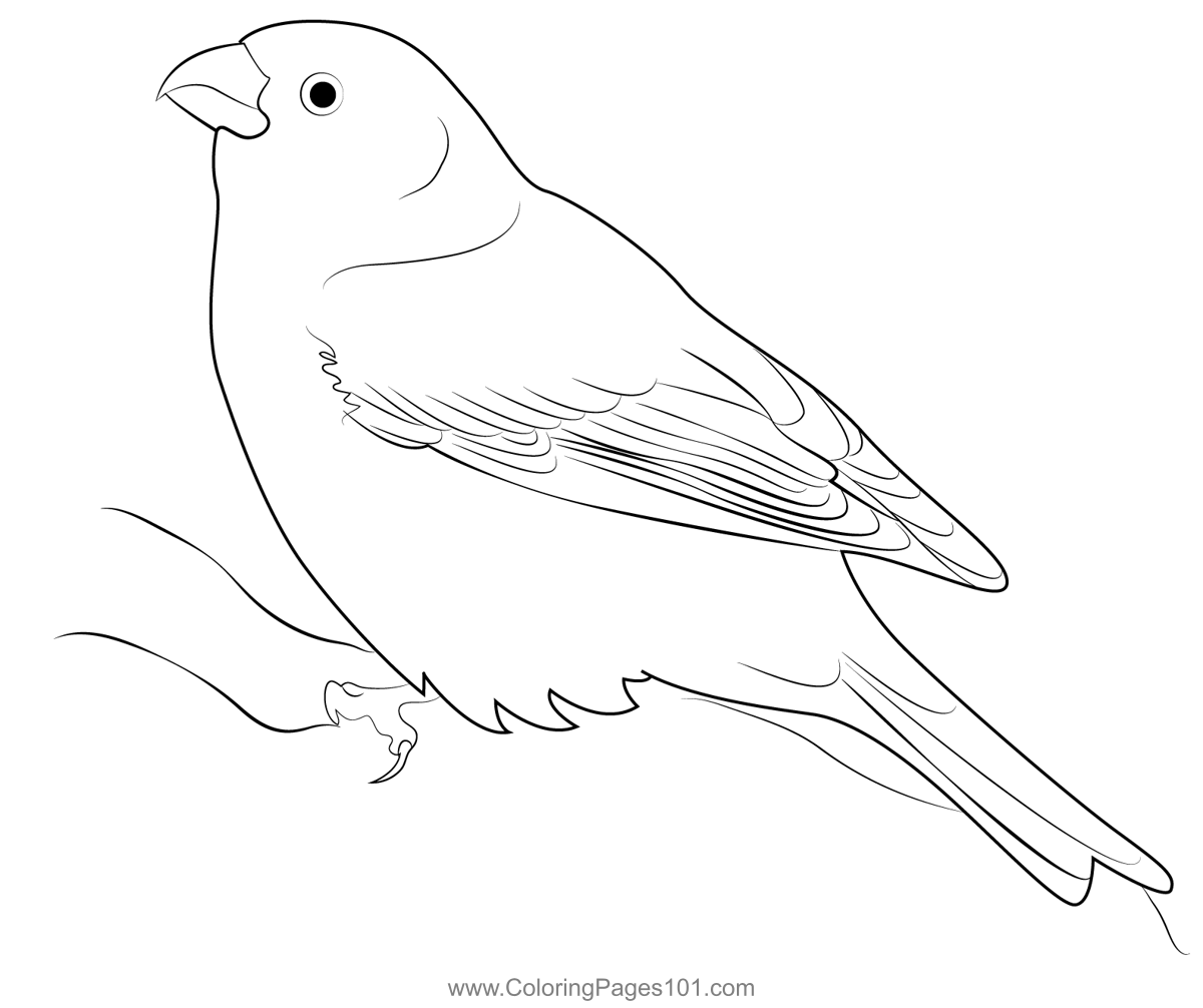 Wild Birds Pine Grosbeak Coloring Page for Kids - Free Finches ...