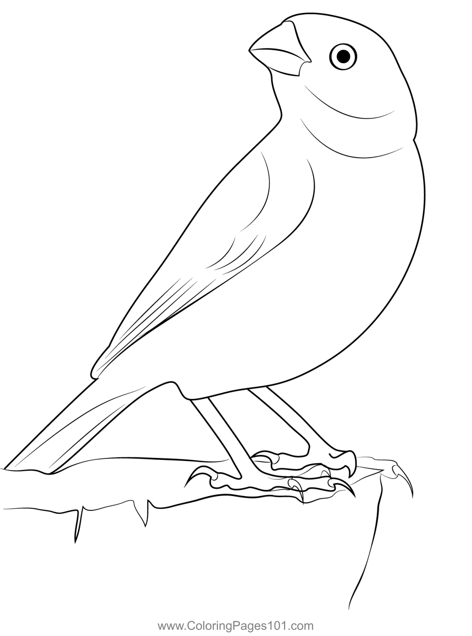 Yellow Fronted Canary Coloring Page for Kids - Free Finches Printable ...