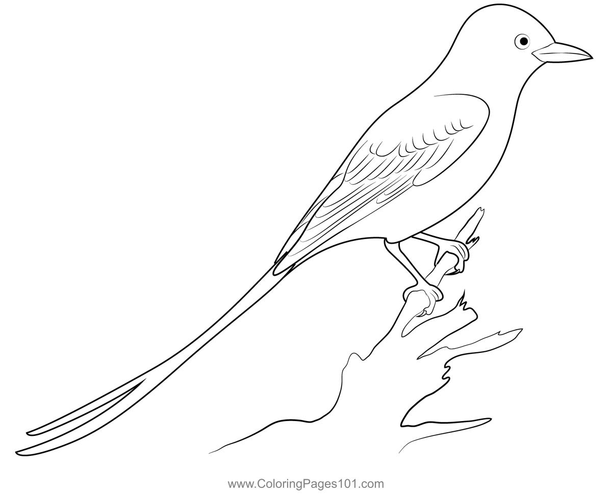 The Long Tail Bird Coloring Page for Kids - Free Flycatchers Printable ...