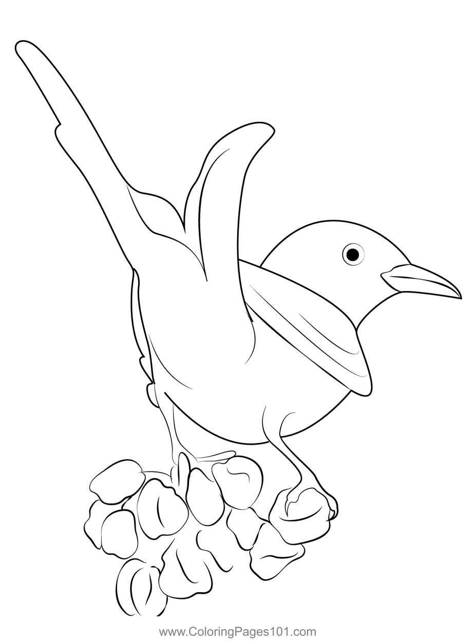 Western Scissor Tailed Flycatcher Coloring Page For Kids Free Western Scissor Tailed Flycatcher Coloring Page For Kids Free