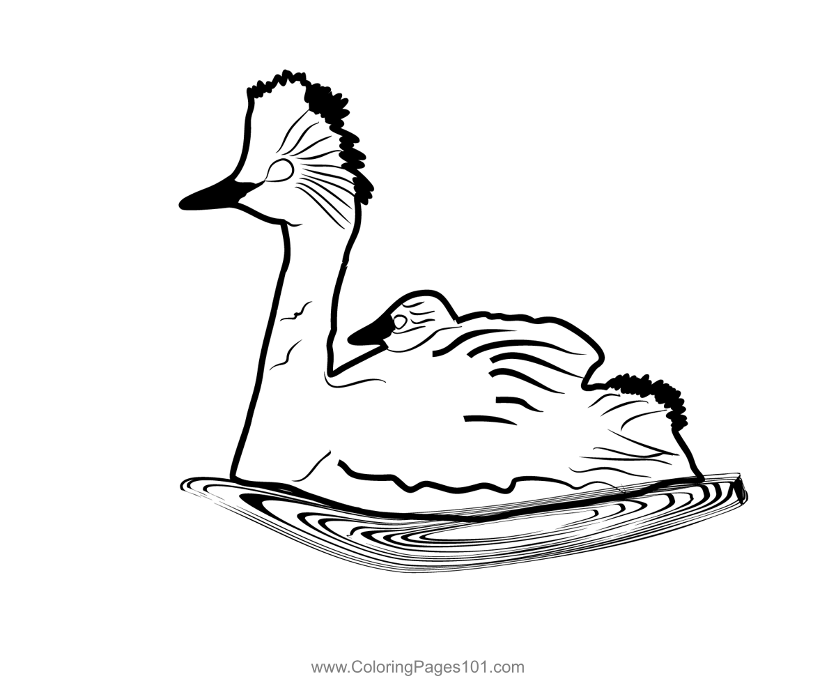 Black necked Grebe 1 Coloring Page for Kids - Free Grebes Printable ...