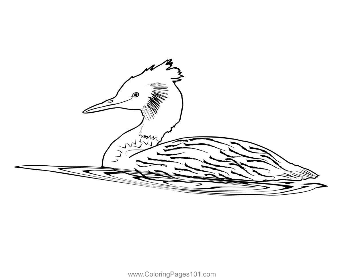 Great Crested Grebe 1 Coloring Page for Kids - Free Grebes Printable ...