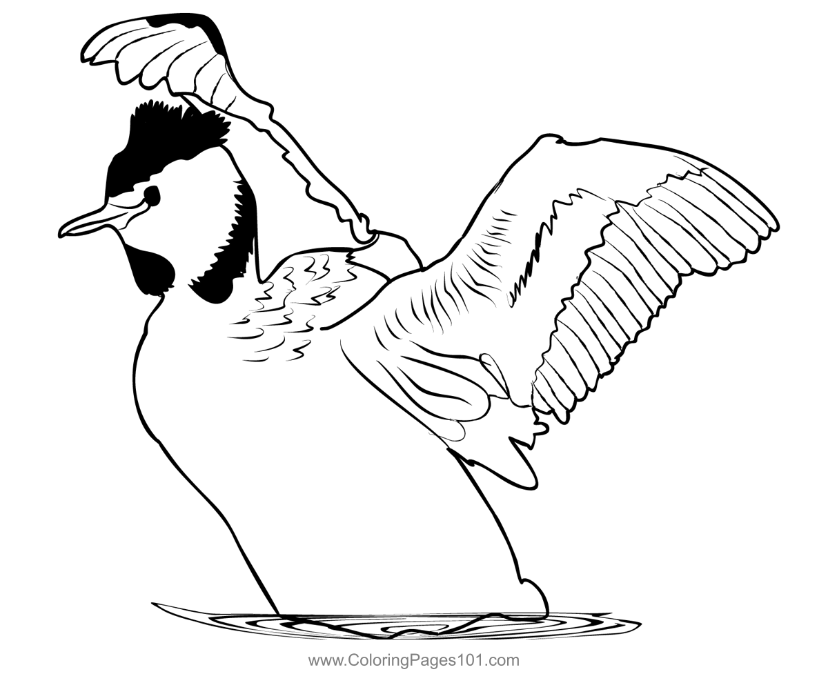 Great Crested Grebe 2 Coloring Page for Kids - Free Grebes Printable ...