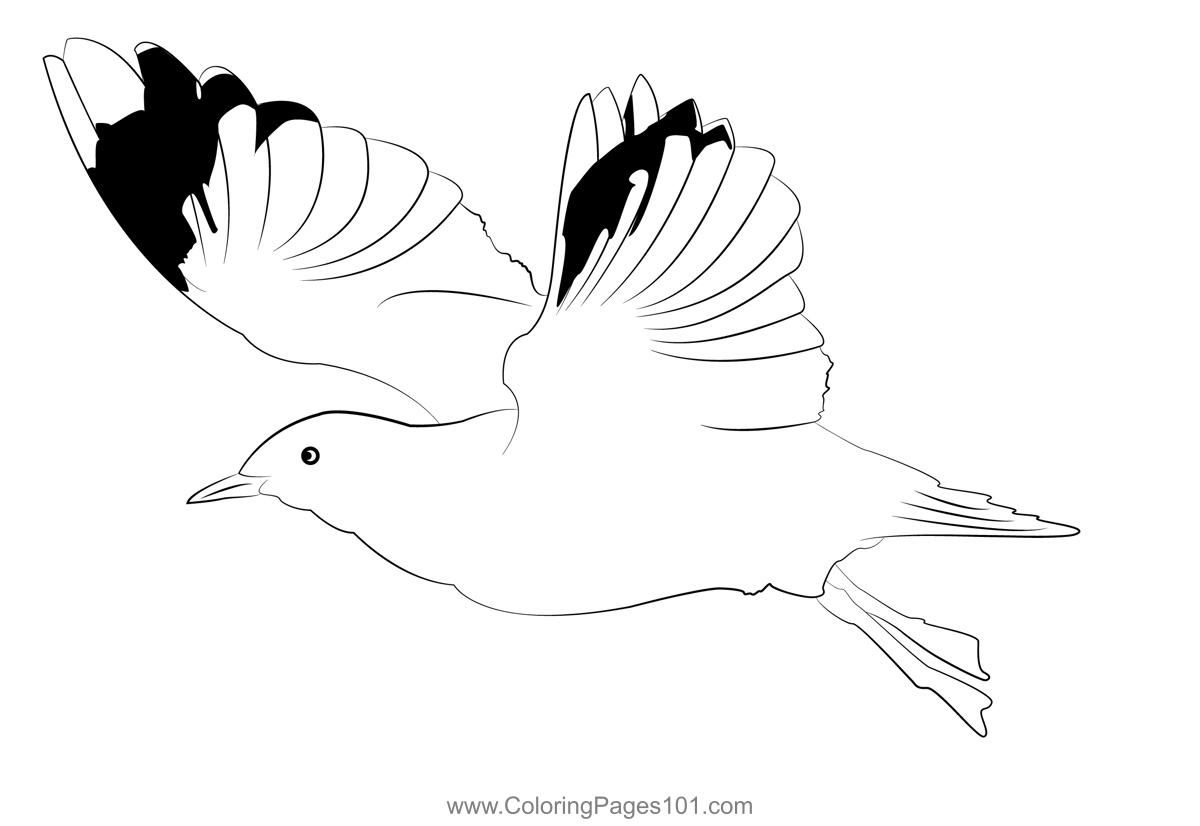 Common Gull 5 Coloring Page for Kids - Free Gulls Printable Coloring ...