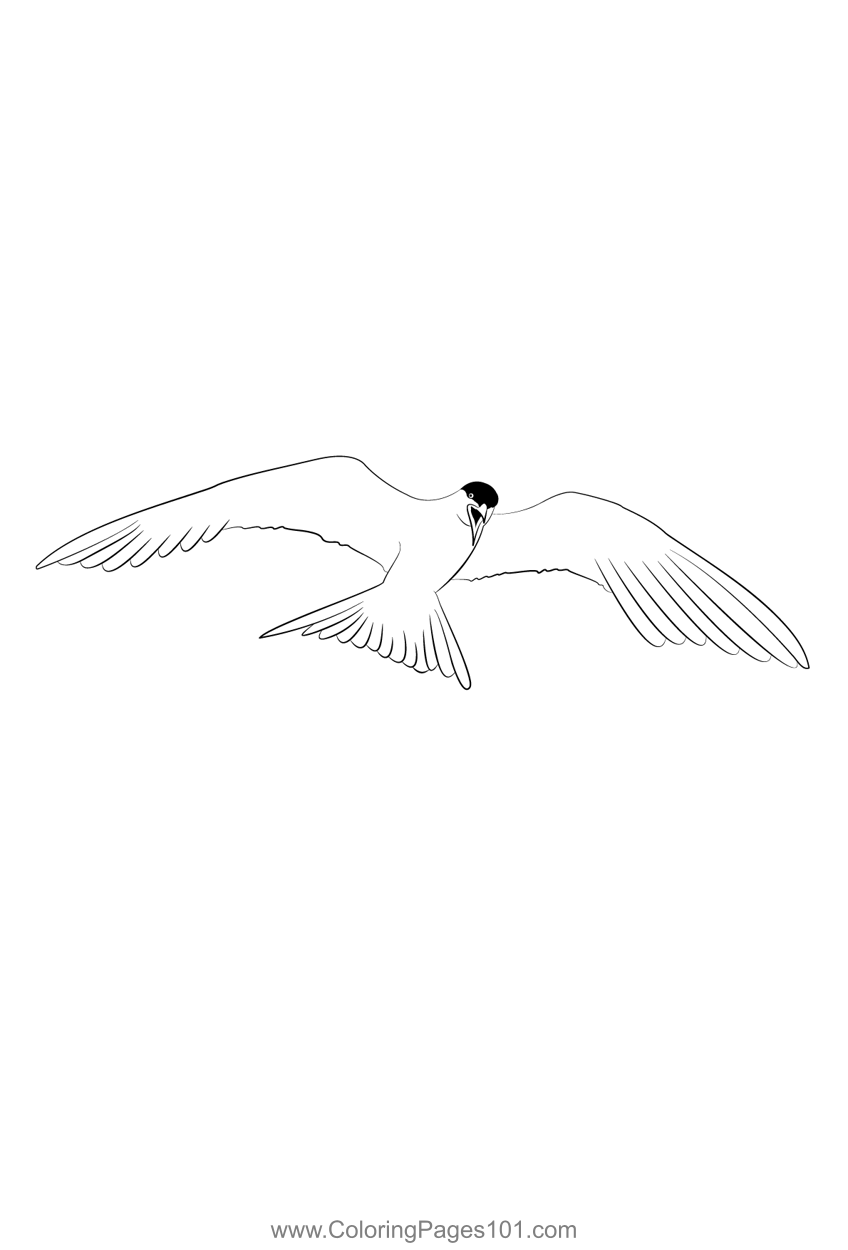 Common Tern 5 Coloring Page for Kids - Free Gulls Printable Coloring ...