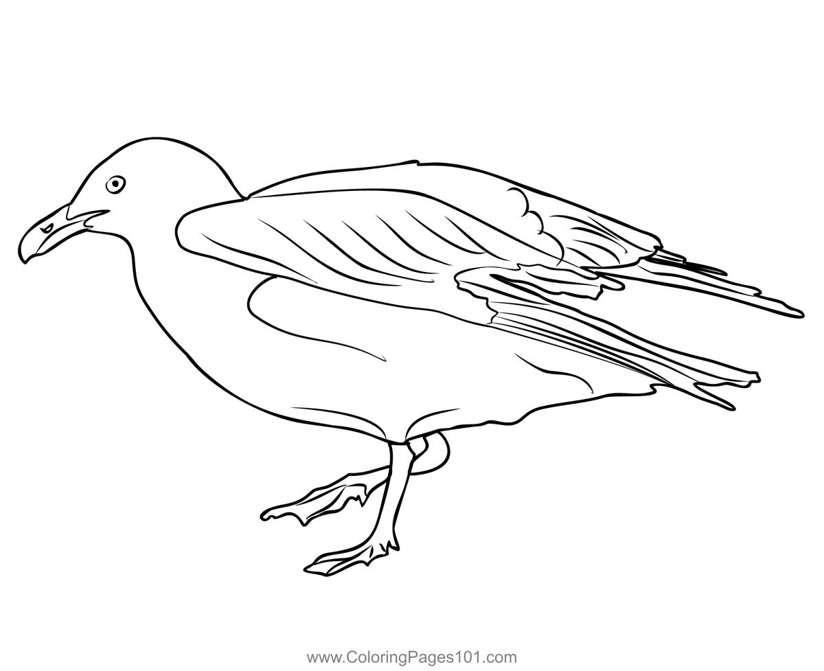 Glaucous Gull 1 Coloring Page for Kids - Free Gulls Printable Coloring ...