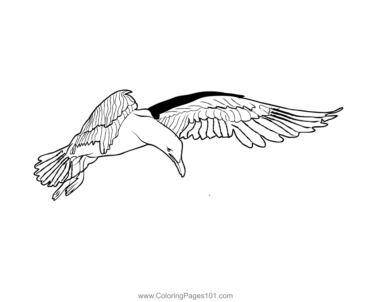 Great Black backed Gull 5 Coloring Page for Kids - Free Gulls Printable ...
