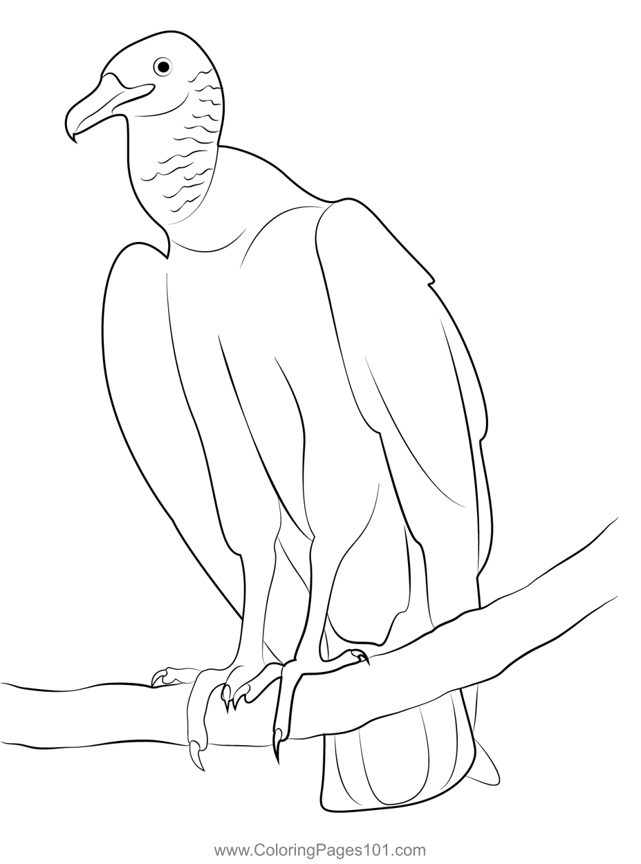 American Black Vulture Coloring Page for Kids - Free Hawks and Eagles ...
