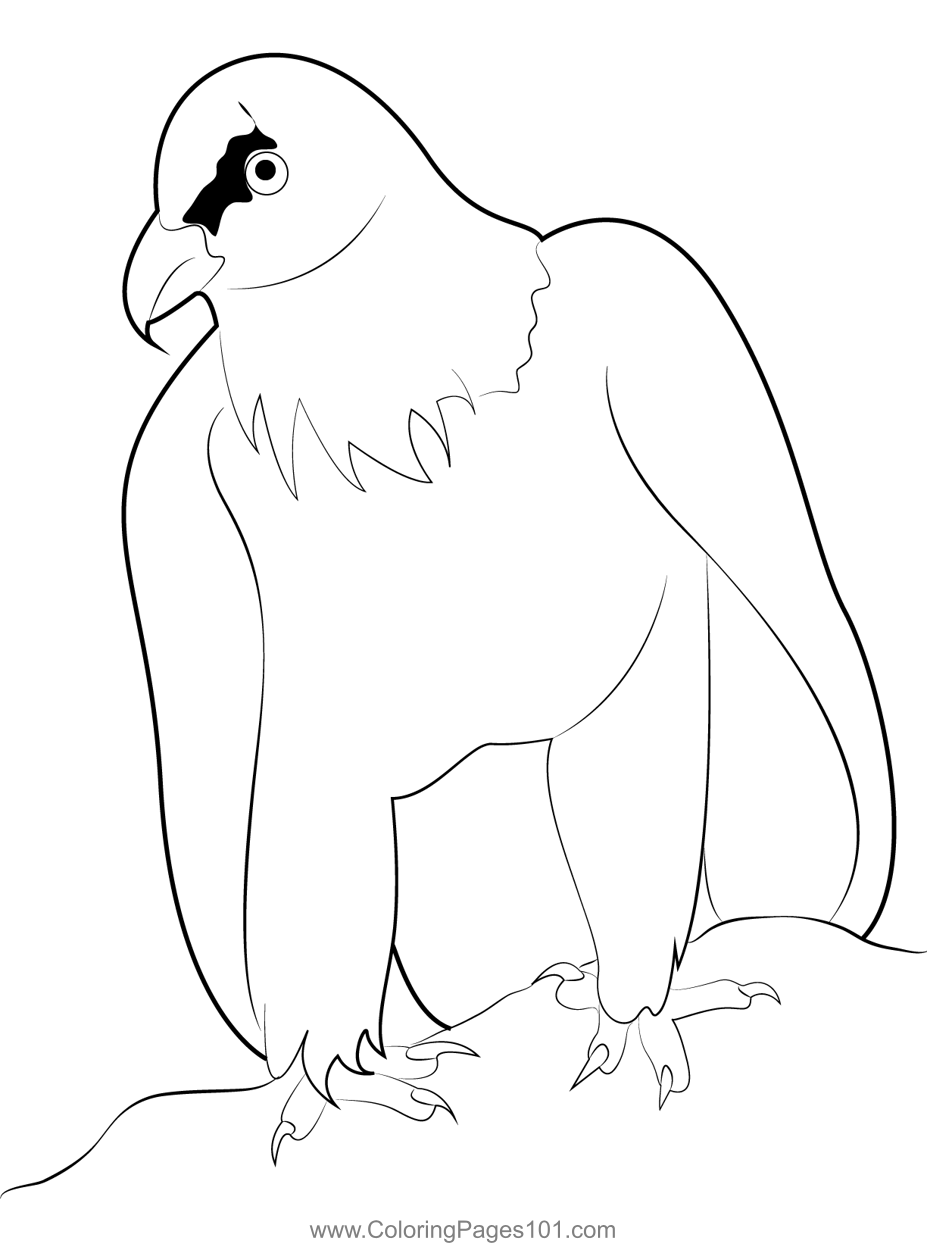 Bearded Vulture Coloring Page for Kids - Free Hawks and Eagles ...