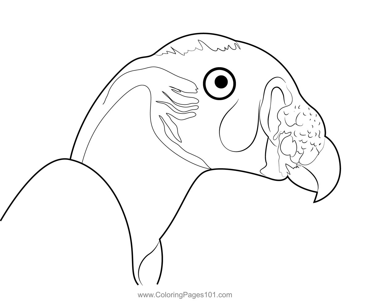 King Vulture Coloring Page for Kids - Free Hawks and Eagles Printable ...