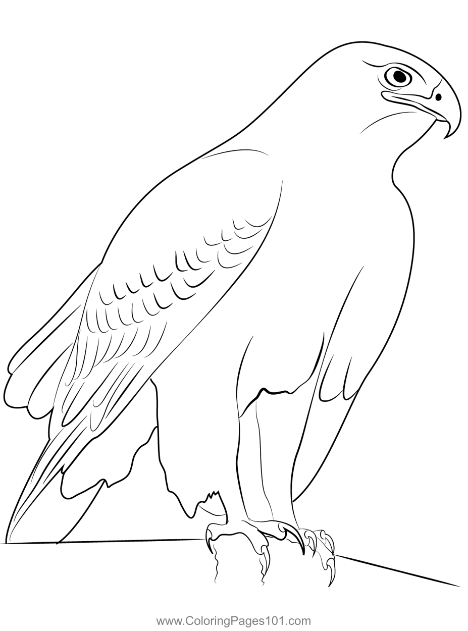 Northern Goshawk 9 Coloring Page for Kids - Free Hawks and Eagles ...