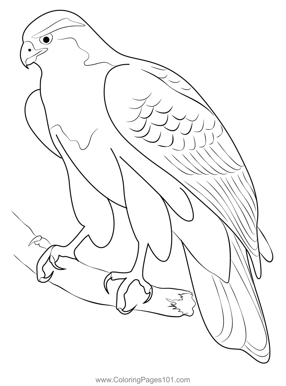 Northern Goshawk Closeup Coloring Page for Kids - Free Hawks and Eagles ...