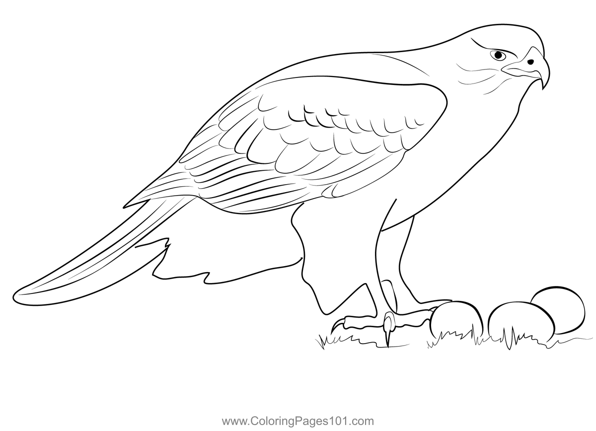 Northern Goshawk Coloring Page for Kids - Free Hawks and Eagles ...