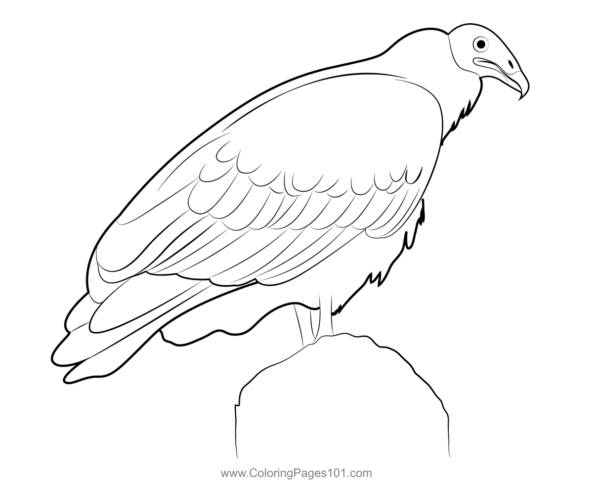 Turkey Vulture Bird Coloring Page for Kids - Free Hawks and Eagles ...