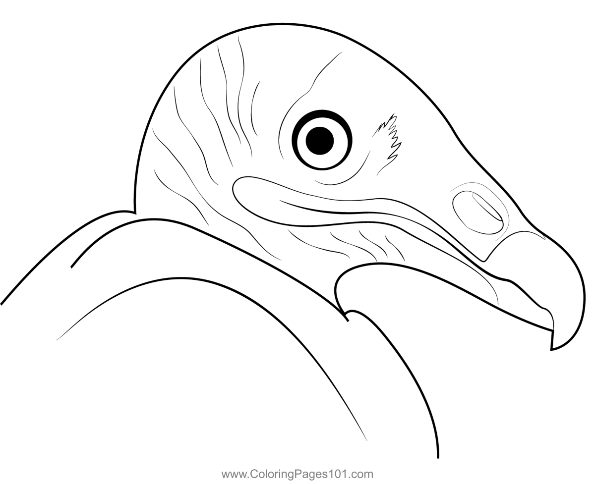 Turkey Vulture Coloring Page for Kids - Free Hawks and Eagles Printable ...