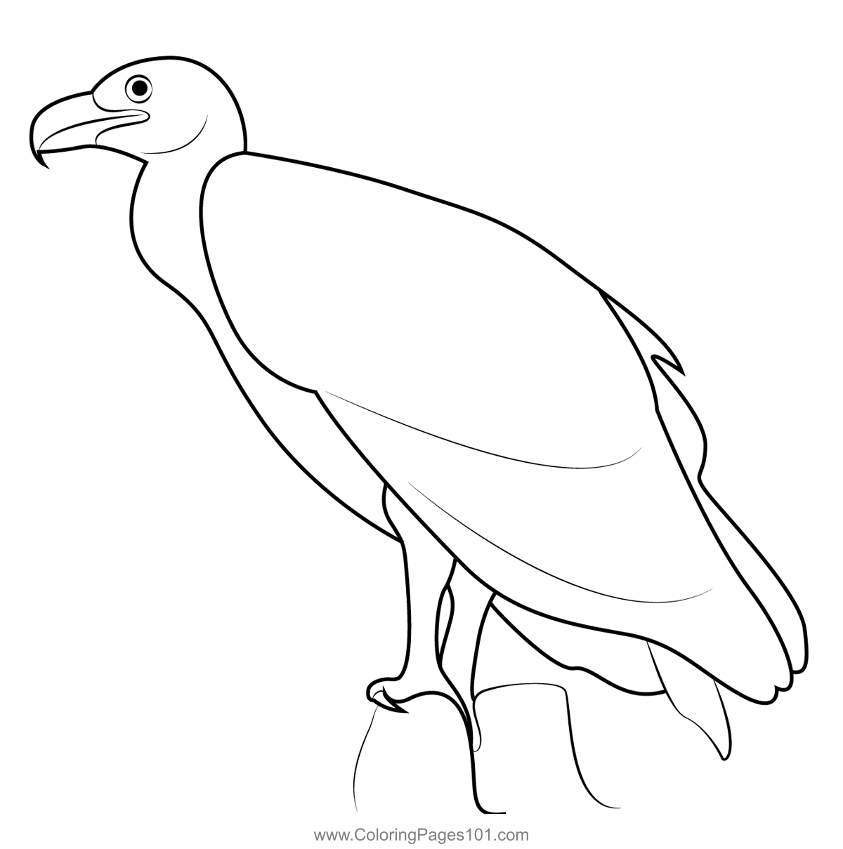 Turkey Vulture Coloring Page Coloring Pages