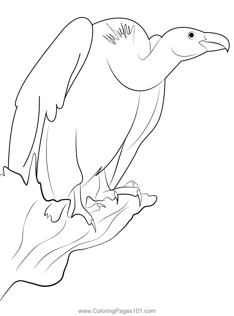 Vulture 3 Coloring Page for Kids - Free Hawks and Eagles Printable ...