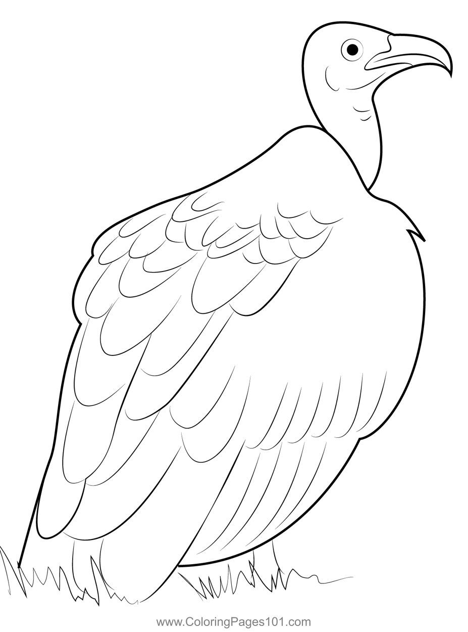 Vulture 4 Coloring Page for Kids - Free Hawks and Eagles Printable ...