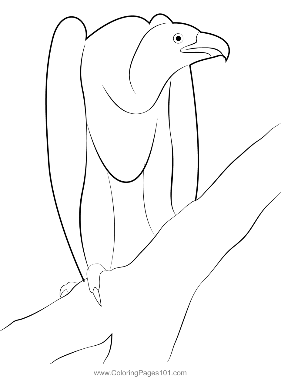 Vulture 6 Coloring Page for Kids - Free Hawks and Eagles Printable ...