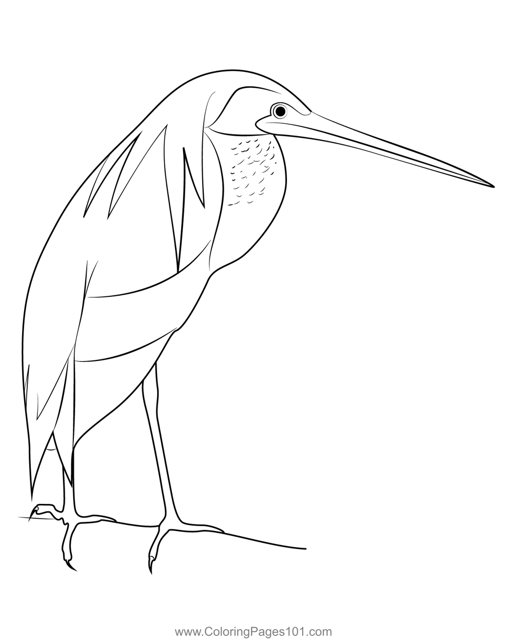 Agami Heron Coloring Page for Kids - Free Herons Printable Coloring ...