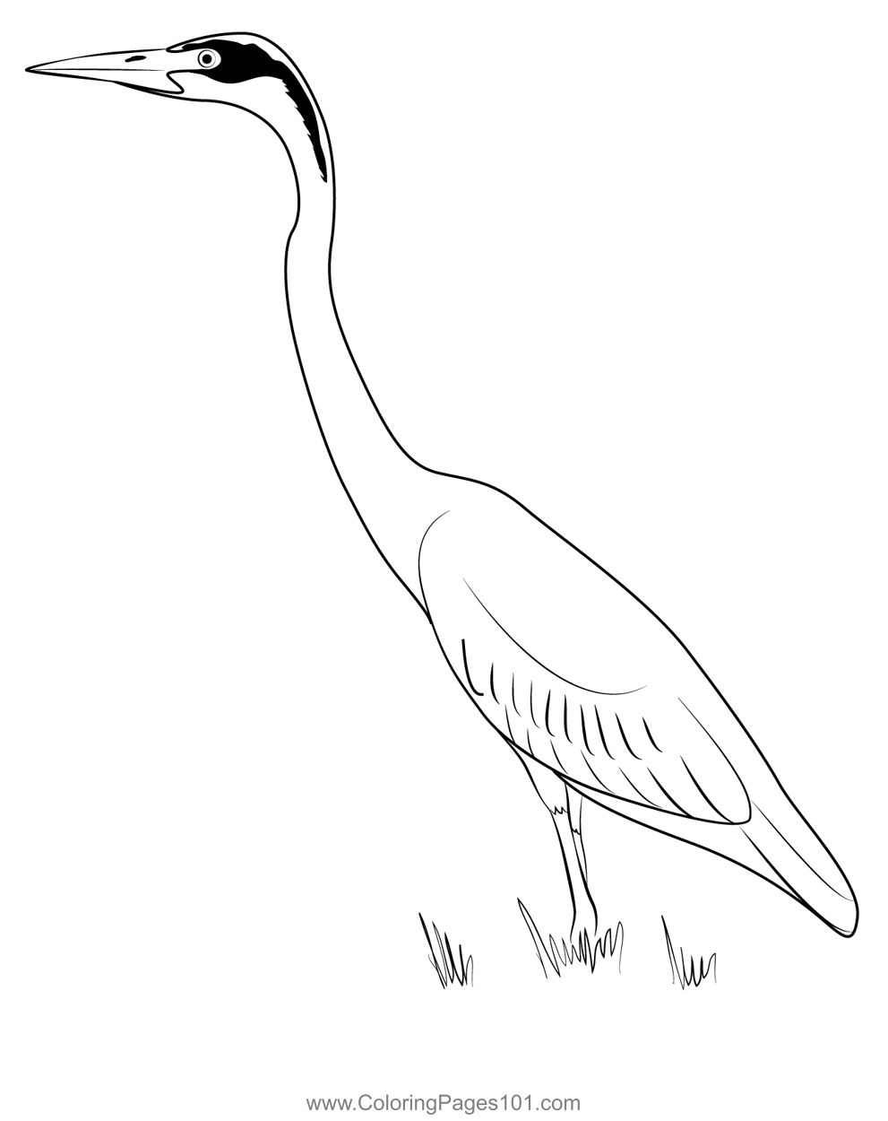 Black Headed Heron Coloring Page for Kids - Free Herons Printable ...