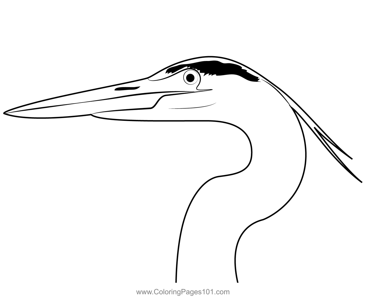 Great Blue Heron Head Coloring Page for Kids - Free Herons Printable ...