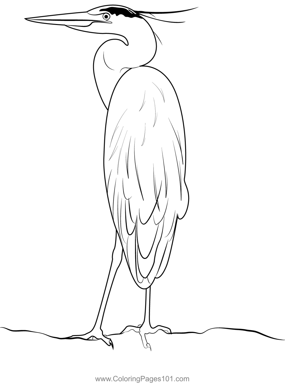 Great Blue Heron On Rock Coloring Page for Kids - Free Herons Printable ...